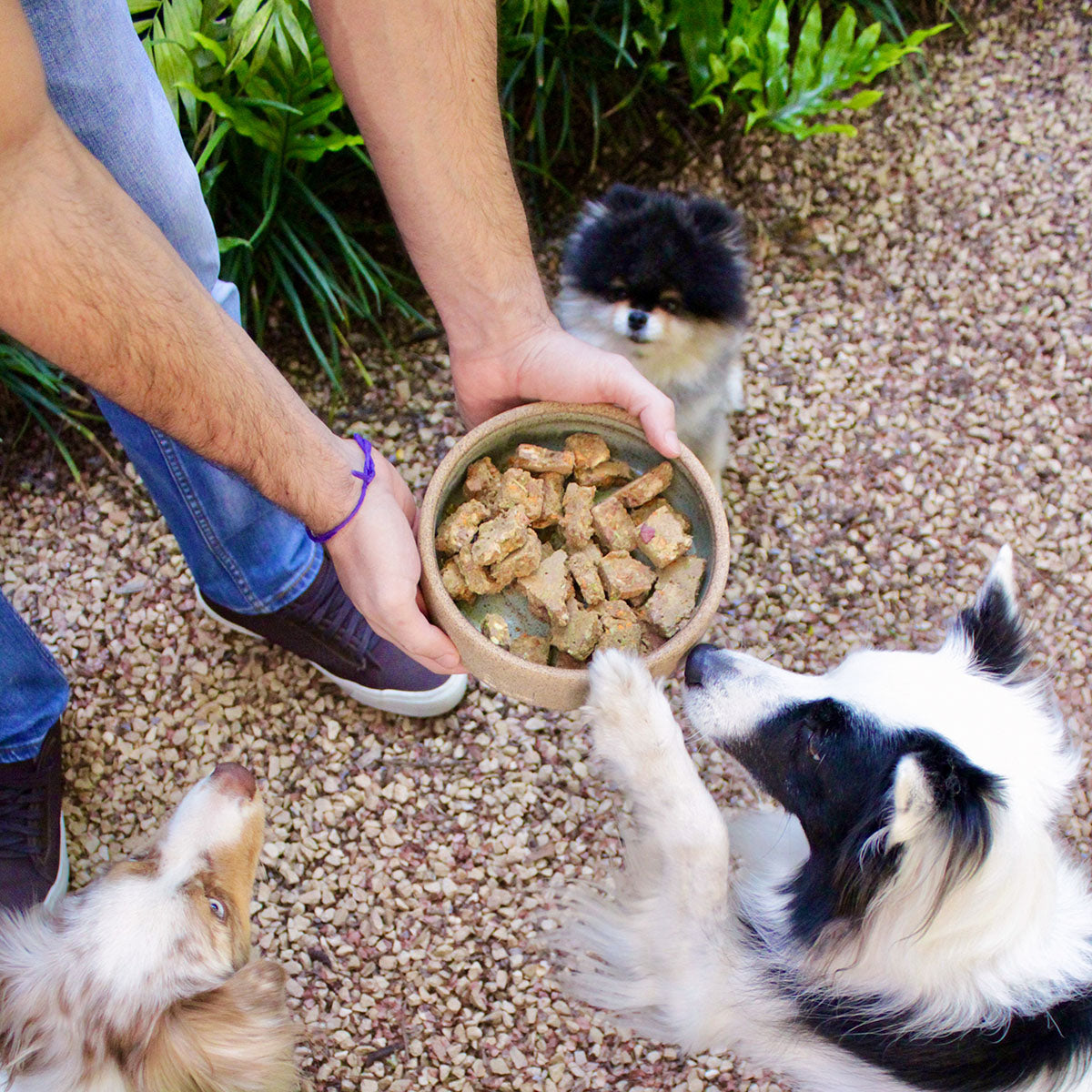comida 374 – 374pets